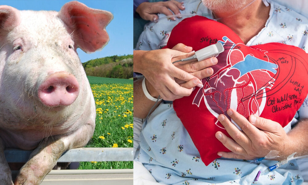 Mexican Inventors Create Leather Alternative Based on Nopal Cactus